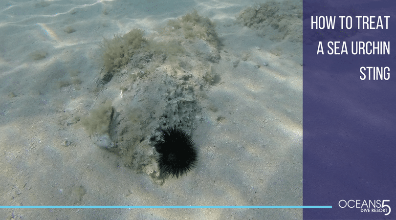 Spines, Stings, and Bites: How to avoid and treat common marine life ...