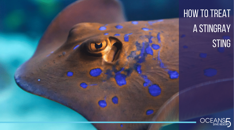 Spines, Stings, and Bites: How to avoid and treat common marine life ...