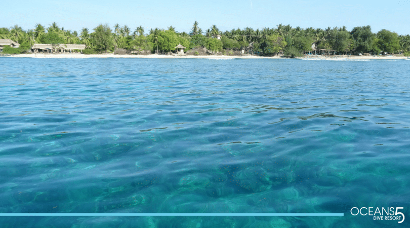 Spines, Stings, and Bites: How to avoid and treat common marine life ...