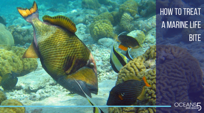 Spines, Stings, and Bites: How to avoid and treat common marine life ...