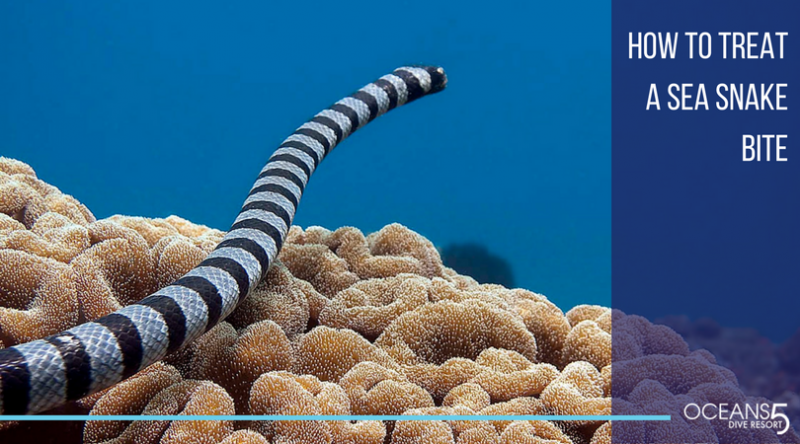 Spines, Stings, and Bites: How to avoid and treat common marine life ...