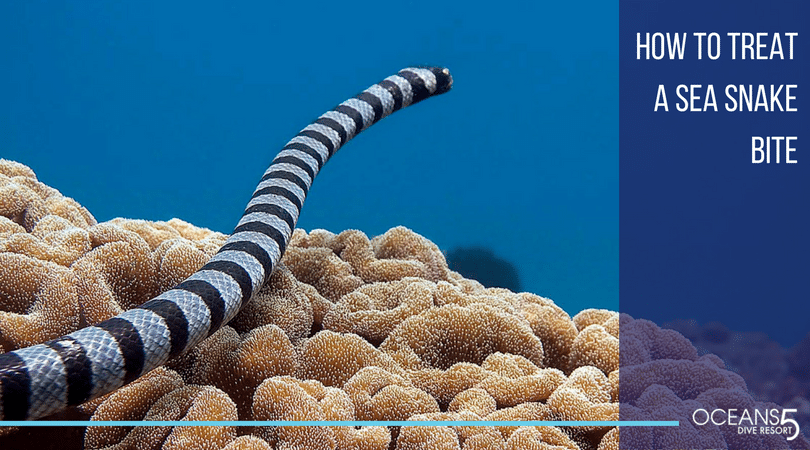 Spines, Stings, and Bites: How to avoid and treat common marine life ...