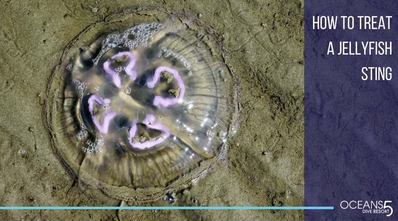 Spines, Stings, and Bites: How to avoid and treat common marine life ...