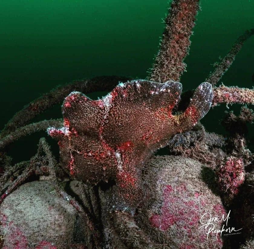 Muck Diving in Lombok