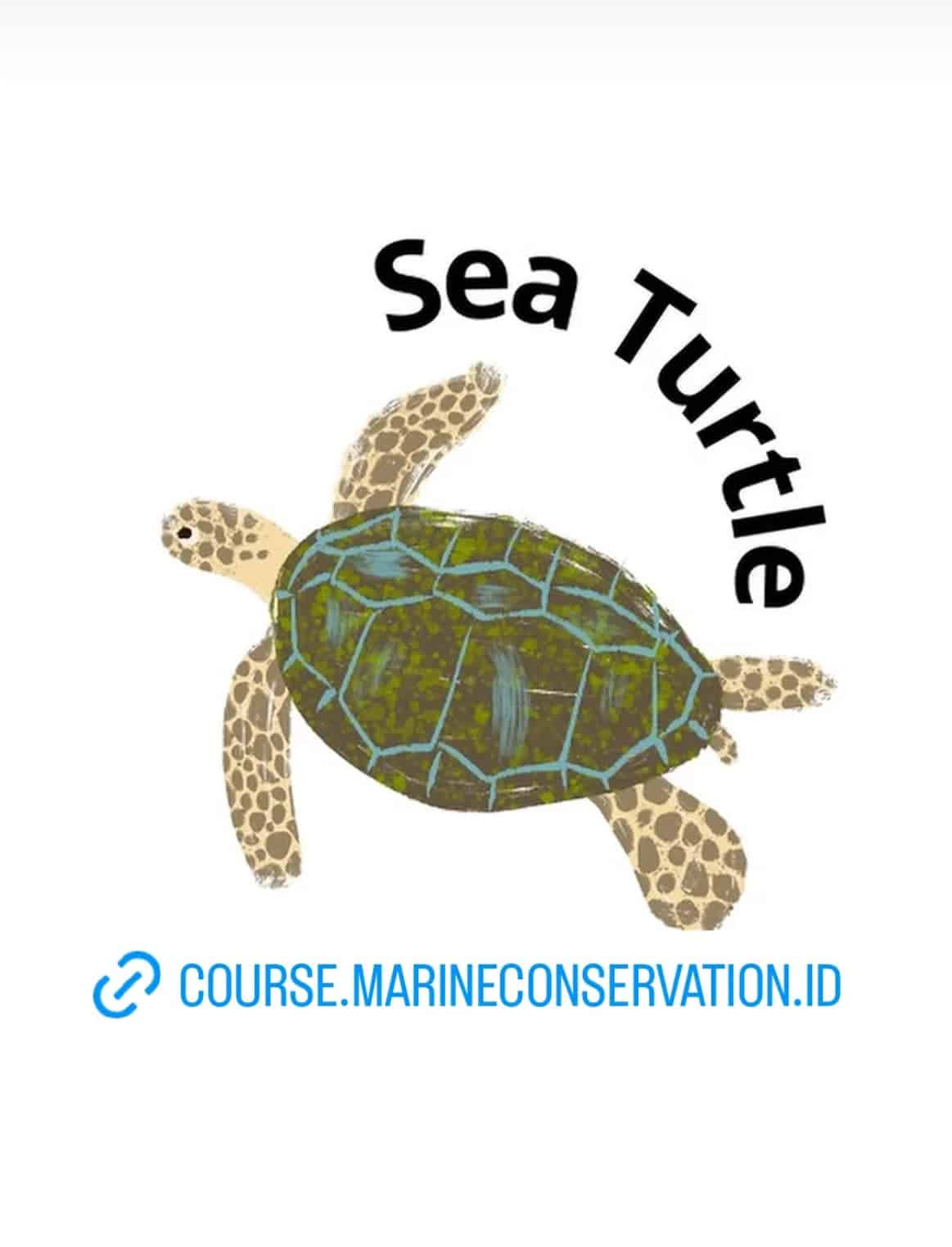 Conservation Courses on Gili Islands with Oceans 5 Gili Air