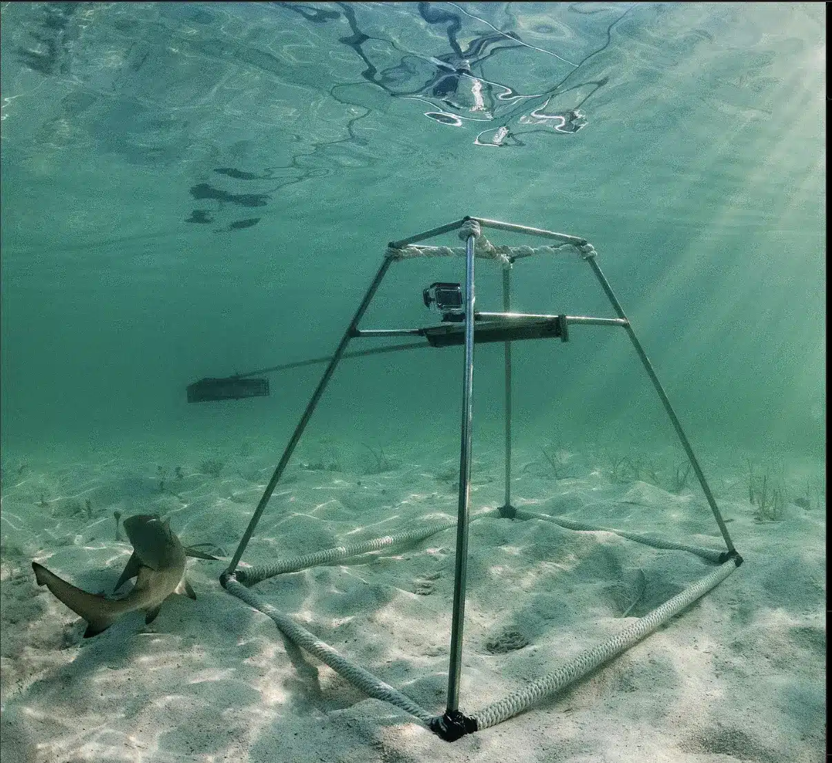 Conservation weeks at Oceans 5 with Global Fin Print